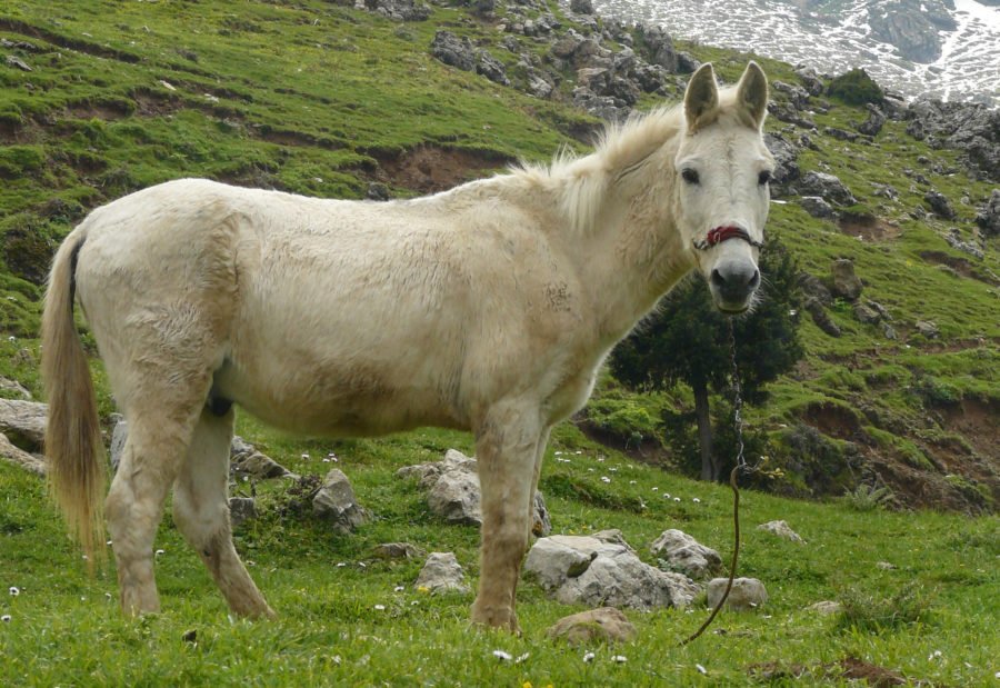 Trade-Ins….What will you give me for my used mule? | Hifi Pig